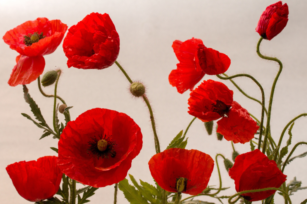 The Significance of the Poppy - Interflora Blog